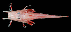 Real Monstrosities: Armoured Searobin