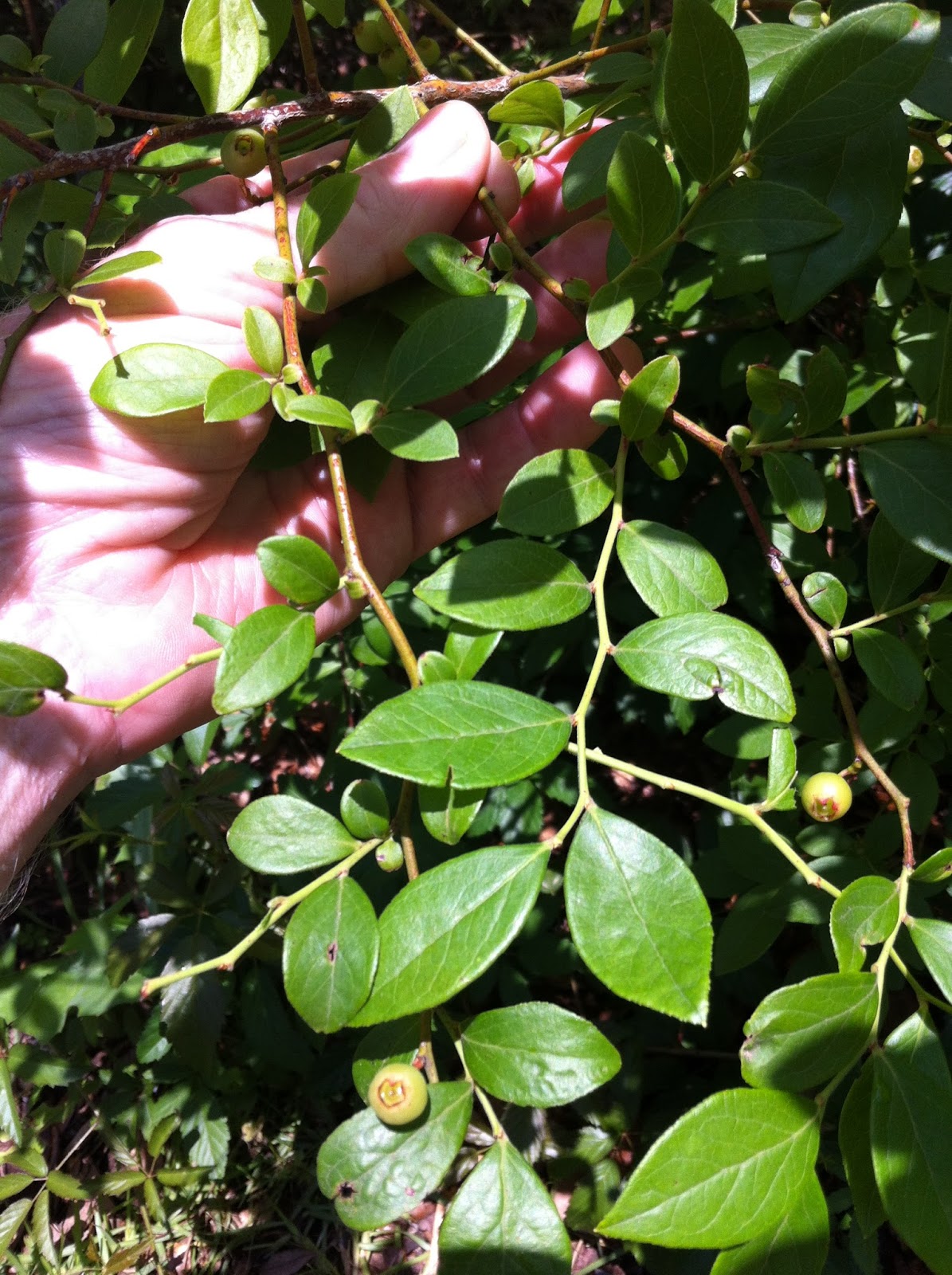 Woodsmoke Woodcraft : Foraging Series - Huckleberry Leaf Tea