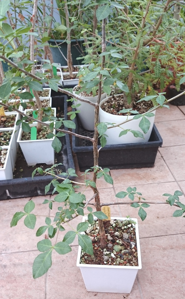 Plant & Seeds: 稀有沒藥屬植物 Commiphora neglecta