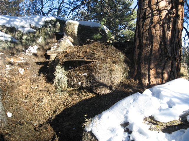 Southern Rockies Nature Blog: Building Bear Dens in Southern Colorado