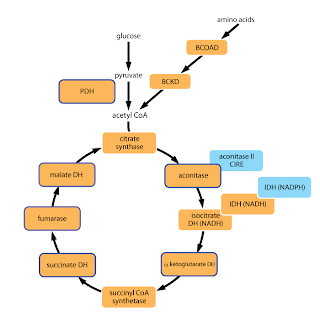 General Chemistry II: Campbellsville University: Fumarase