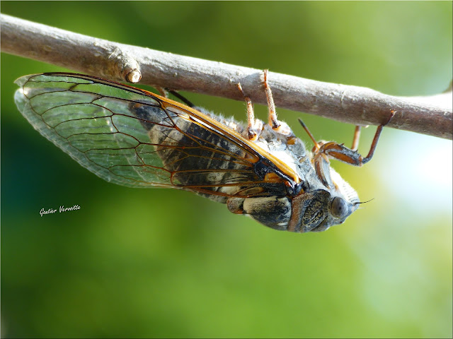 CREATMUSIC ARTS : ♫♪ la cigale, l'insecte de plus bruyant de la planète ...