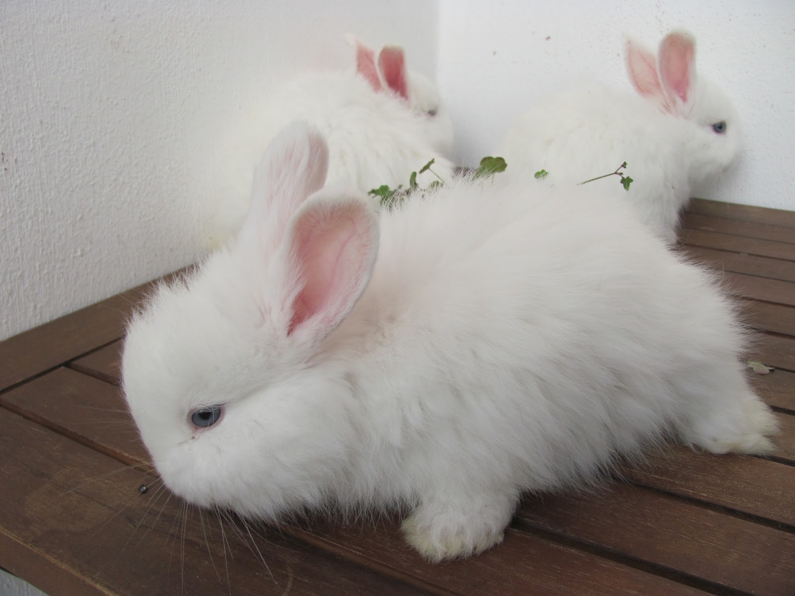 Frau Seidenhase: weiße Angorakaninchen mit blauen Augen geboren im März ...