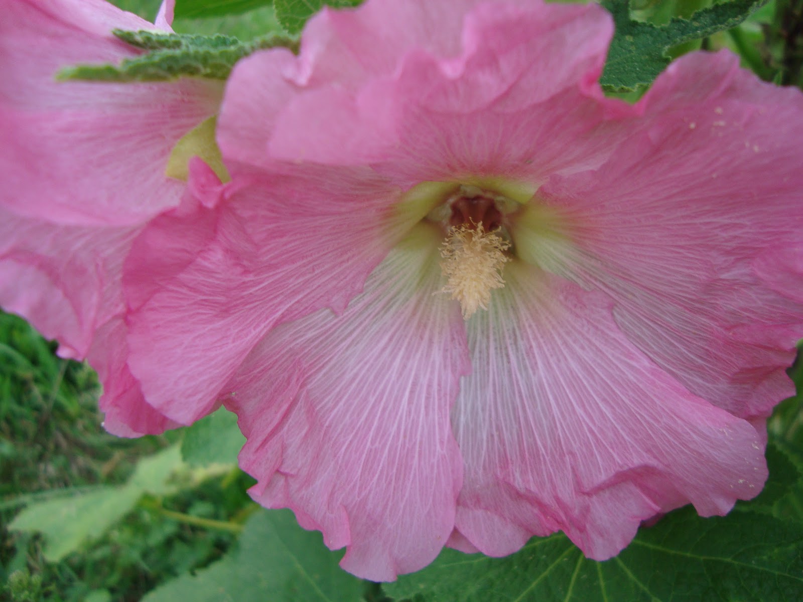 MALVA REAL ( Alcea rosea ) - El Jardín de Elbe