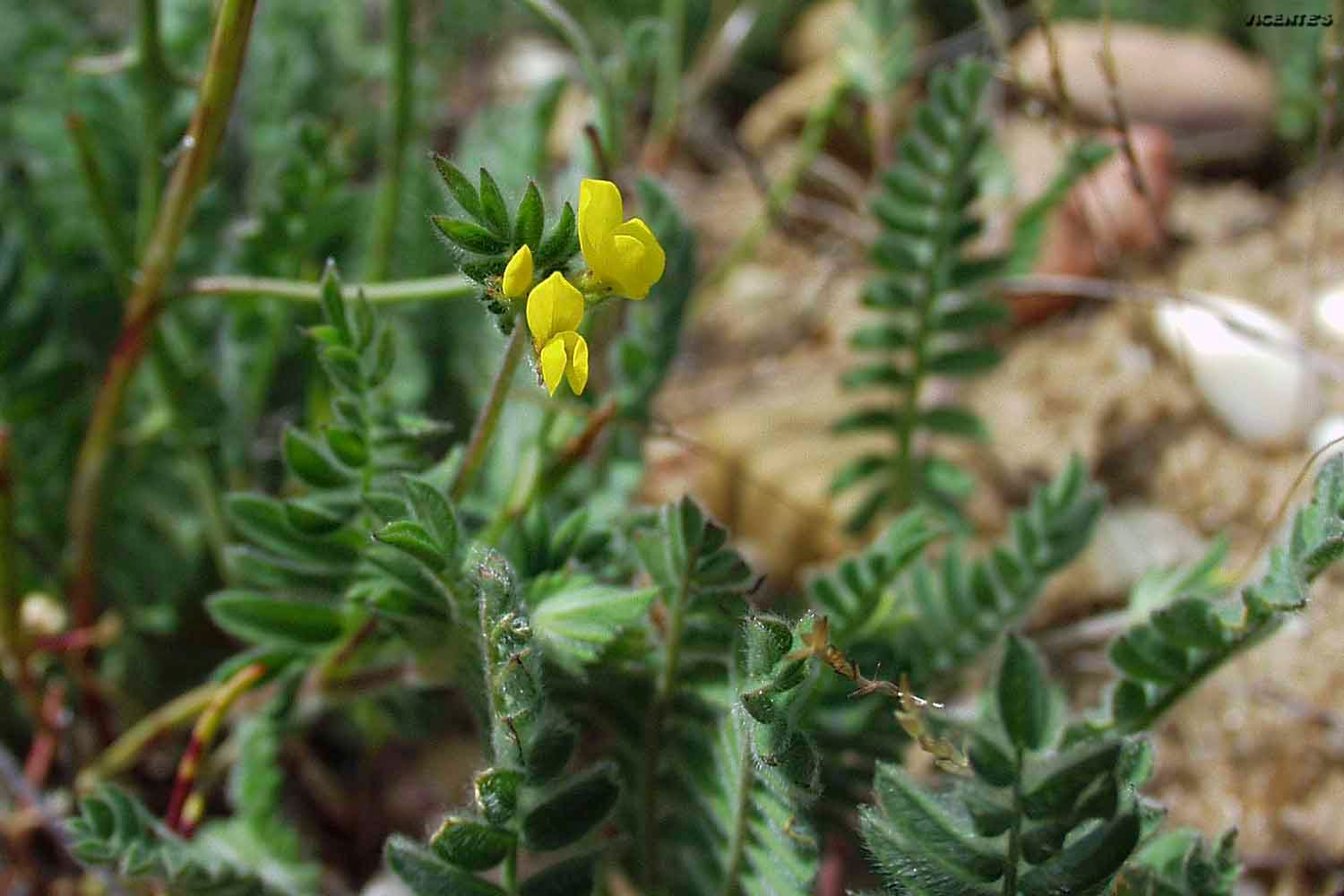 Las flores silvestres de Hormaza: Ornithopus compressus