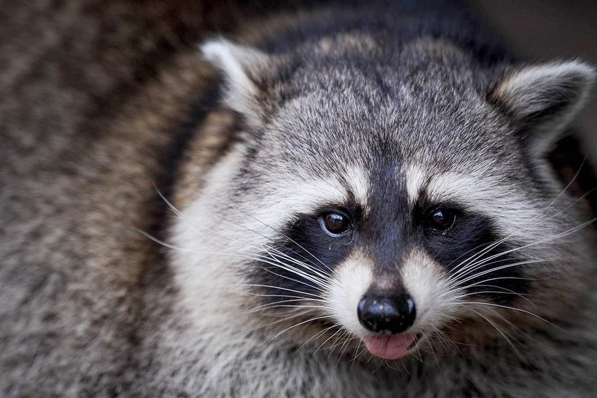 Critter Sitter's Blog: Photos of Wildlife