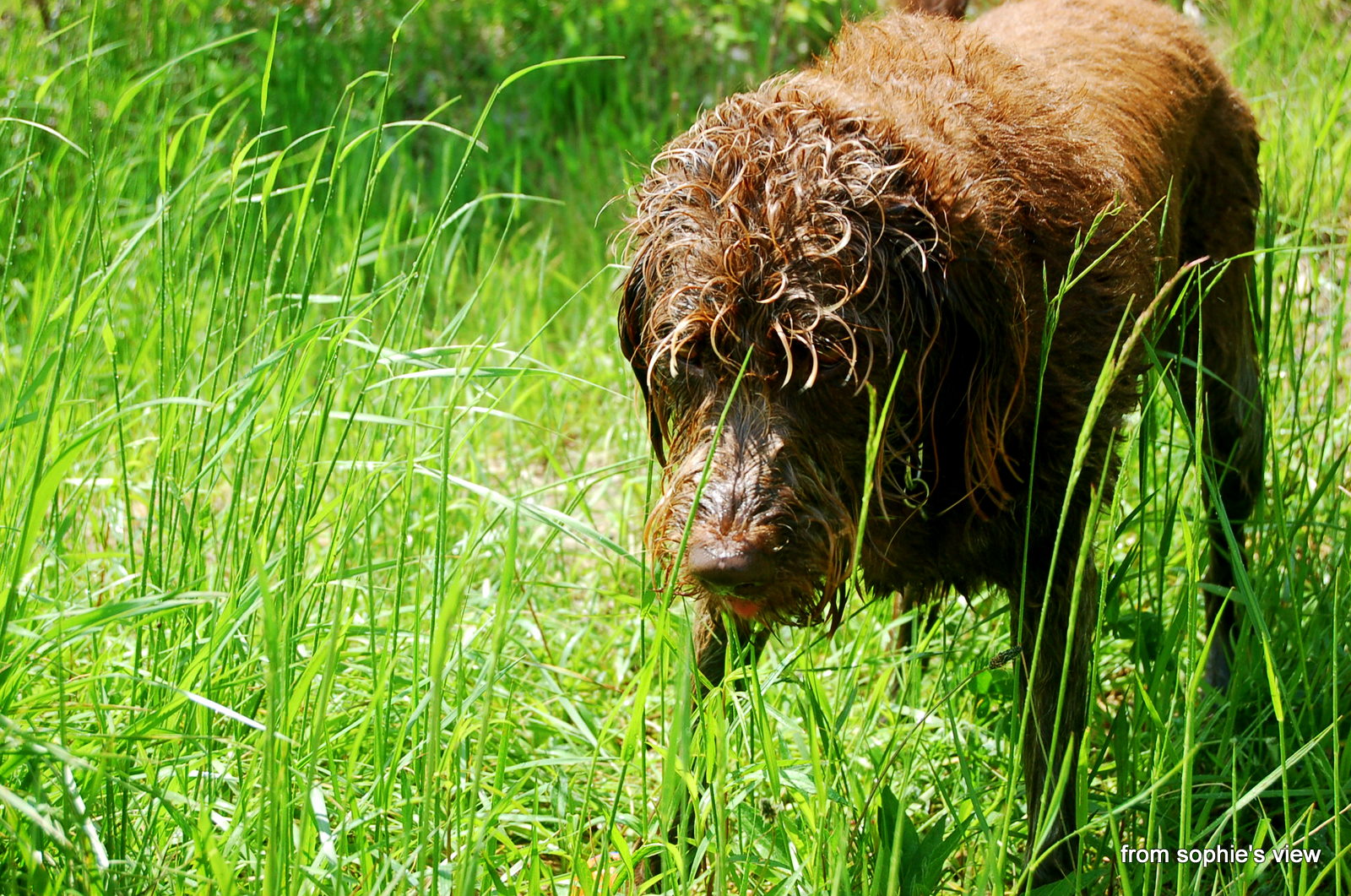 "from sophie's view": Lumsden Pond at Lumsden Dam!