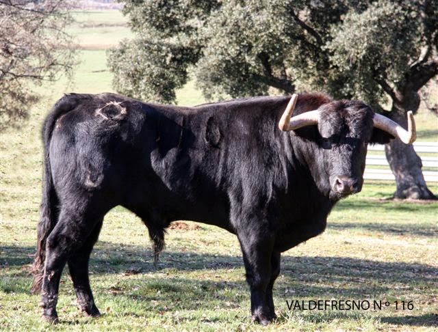 CARNAVAL DEL TORO 2015 SUS TOROS Y FESTEJOS CIUDAD RODRIGO | Almas Taurinas