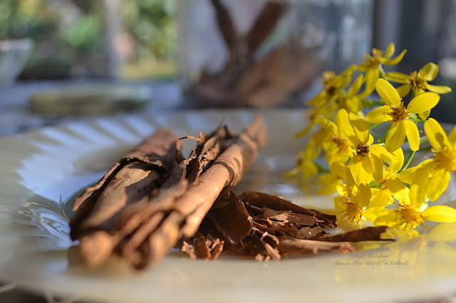 PLANTAS MEDICINALES A TU SALUD: CANELA