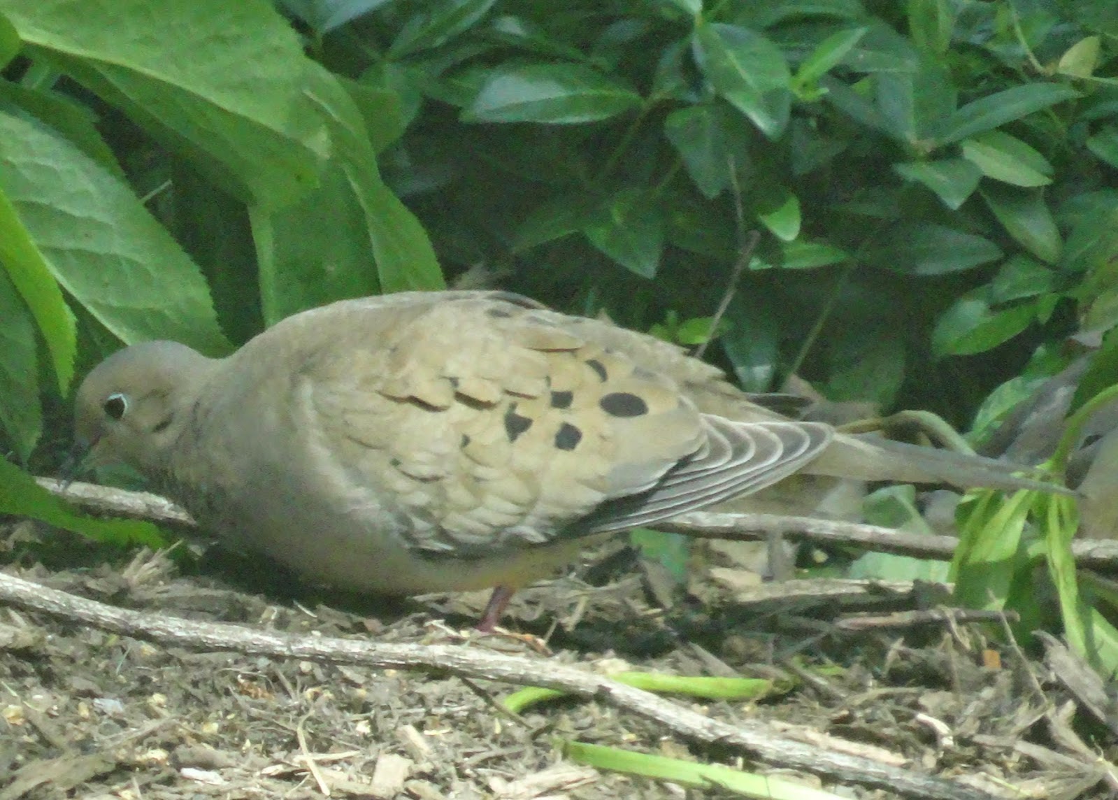 Love, Joy and Peas: Mourning Dove Photos and Video for Wild Wednesday