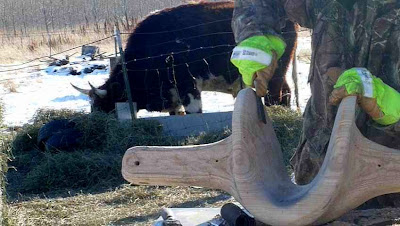 storybrookeripples: ox and dog blog: To Make a Single Ox Yoke, Part 11