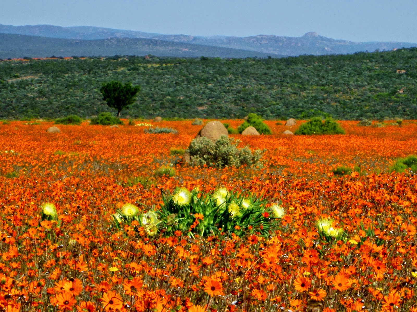 The Great Wildebeest Migration: Spring Day in Namaqualand