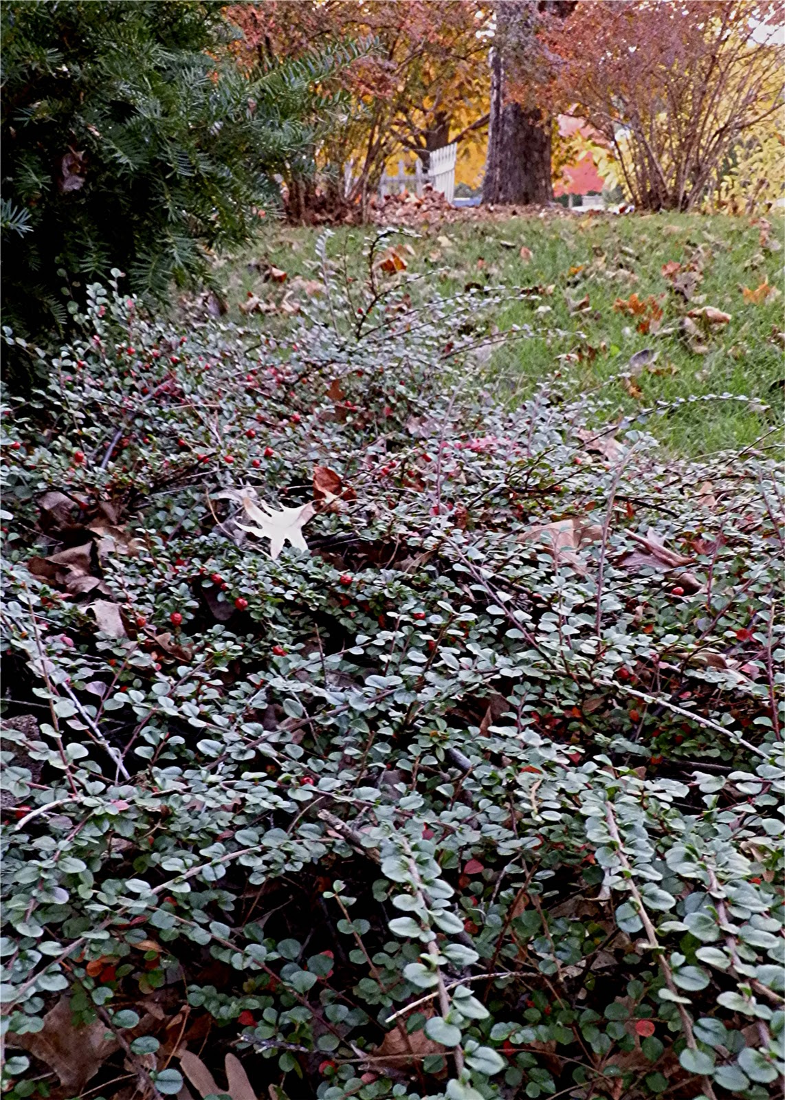 PlantPostings: Plant of the month: Cotoneaster horizontalis