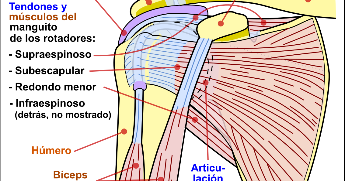 ¿Qué es el manguito de los rotadores?
