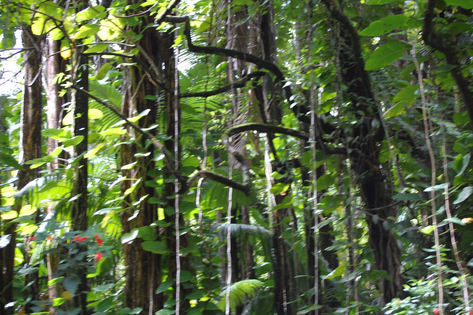 Pakalana Inn, Hilo, Hawaii: Patterns of growth in jungle plants, North ...