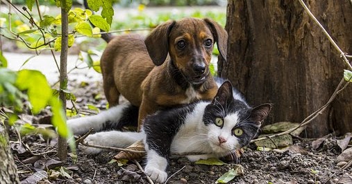 ¿POR QUÉ MONTAN LOS PERROS?