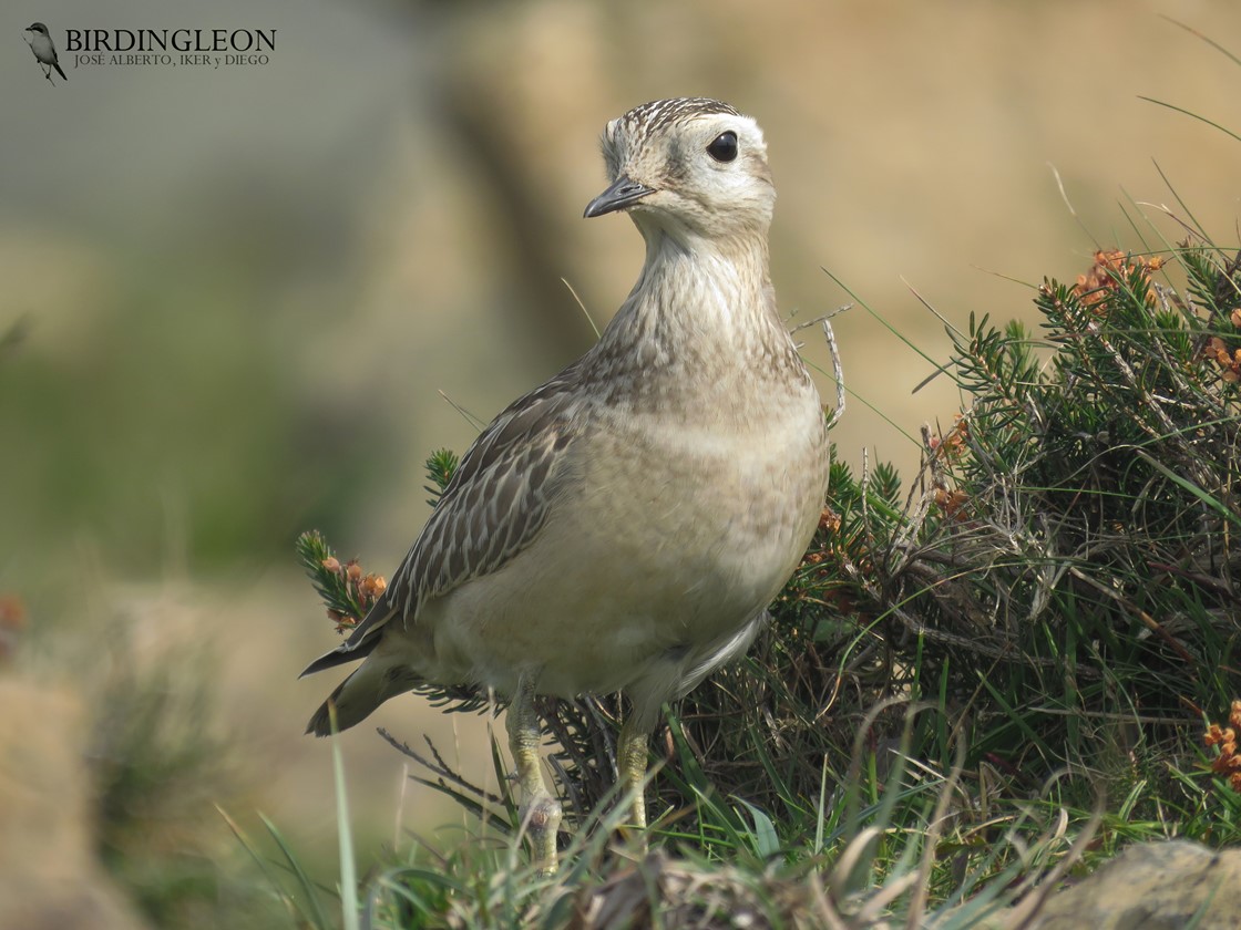 BIRDINGLEON: 3 especies de CHORLITOS en Cariño (Galicia)