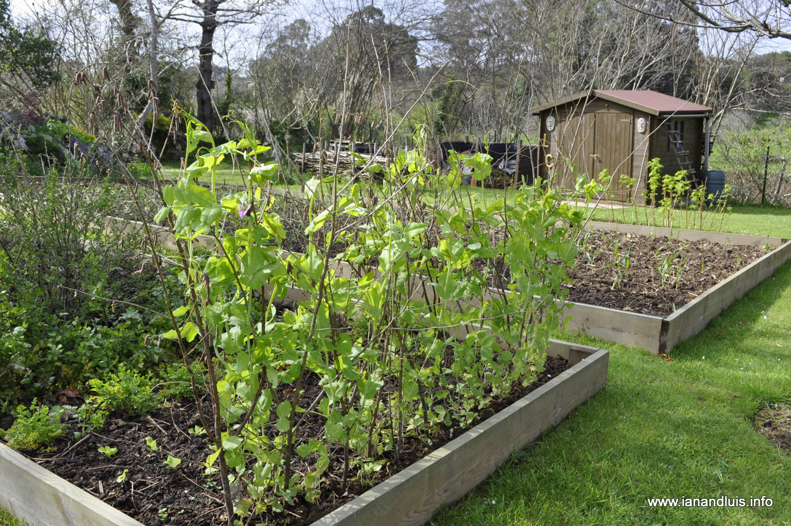 Tales from Toriello: The perfect twiggy pea stick