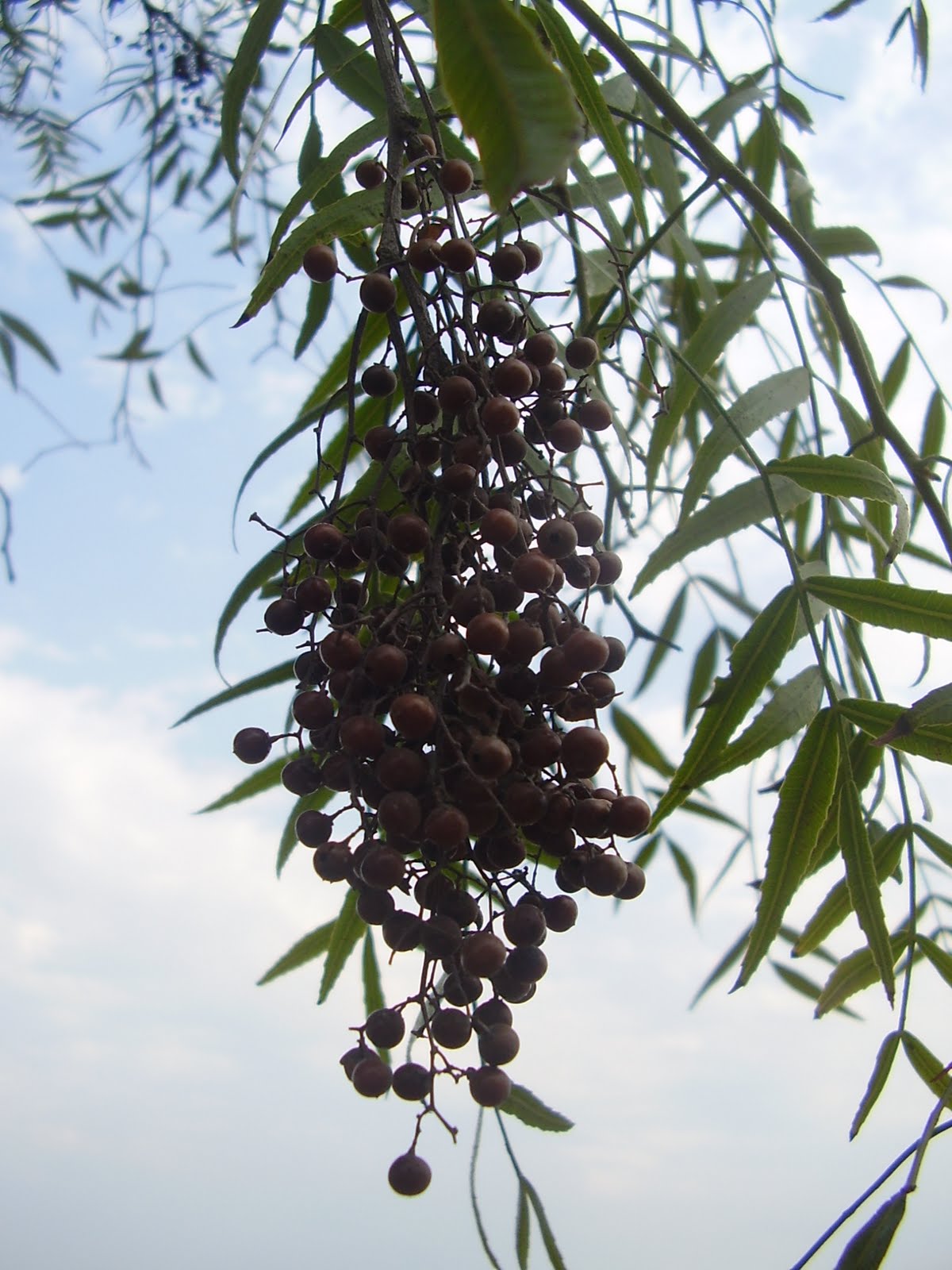 Naturaleza entrerriana: Schinus molle