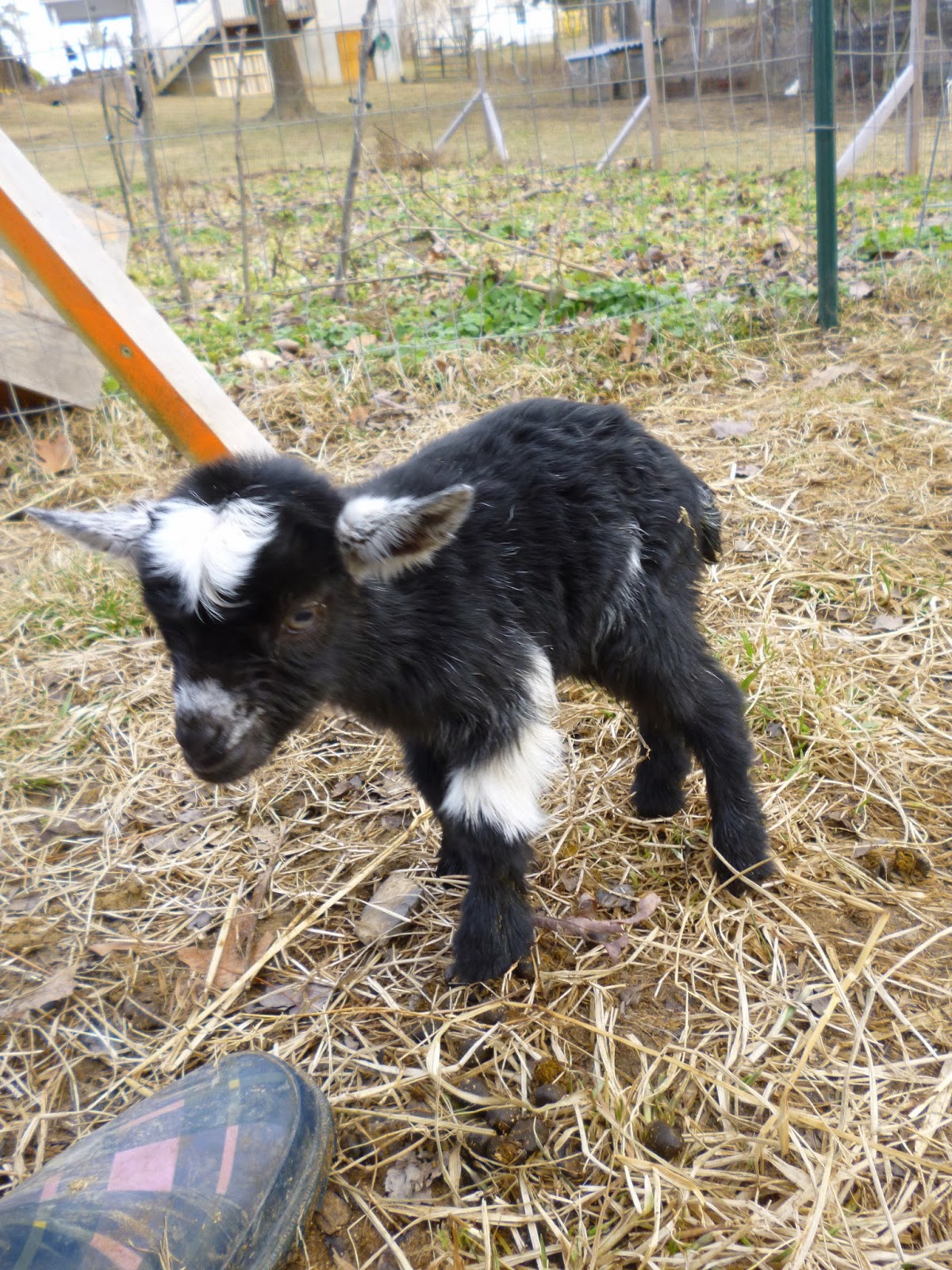 Cheap Farm Chick: Goat-lets!