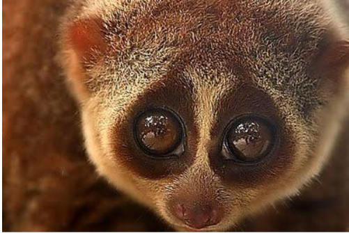 Slow Loris - The Poisonous Primate