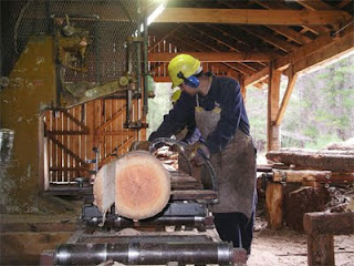 Behind the madera.: Proceso de obtención de la madera
