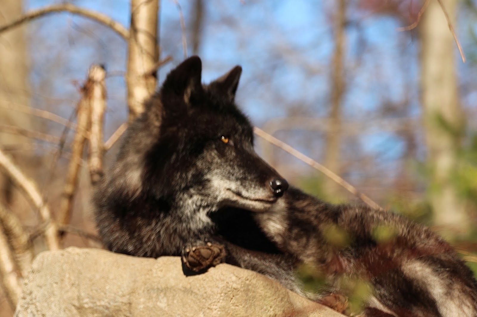 Wolf Conservation Center, South Salem NY