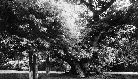 Tour Scotland: Old Photograph Hanging Tree Scotland