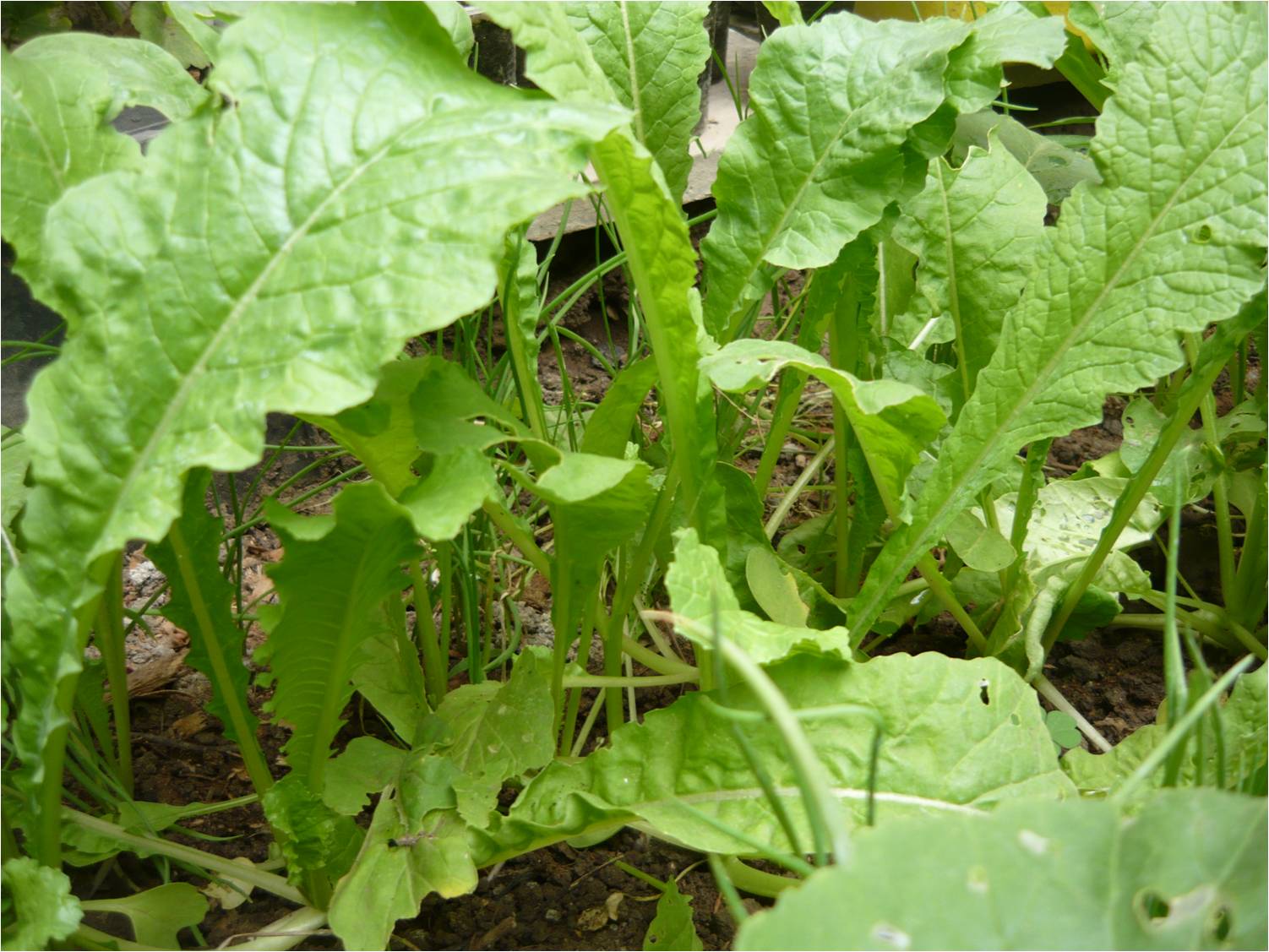 ALTERNATIVA ECOLÓGICA: CULTIVO DE NABO
