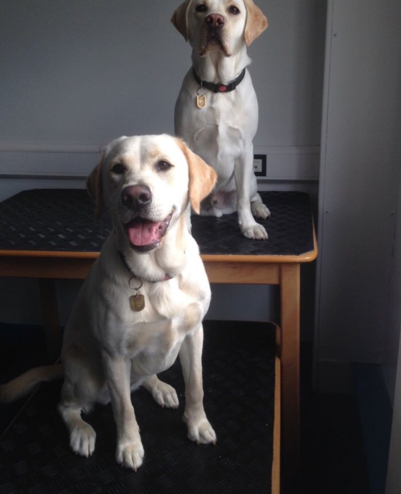 Twiglet - Guide Dog Puppy