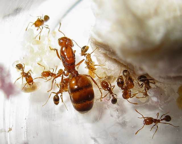 Photos and Info on Ants and Termites of Malaysia: Solenopsis Geminata ...