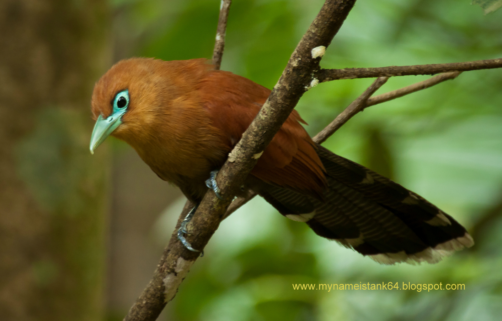 Birds of Malaysia @ mynameistank64: Raffles's Malkoha (Rhinortha ...