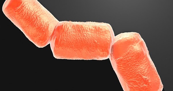 Methanobrevibacter: Methanobrevibacter