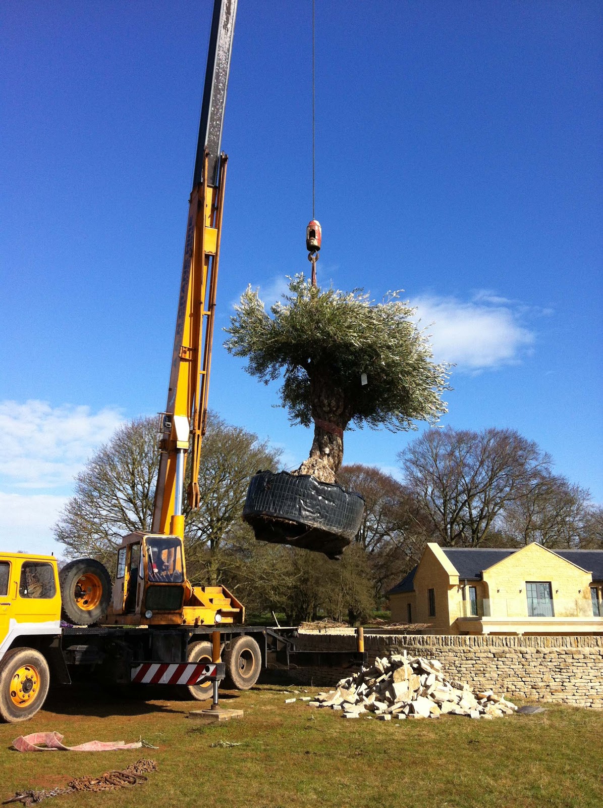 Nicholsons: Moving big trees