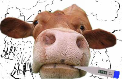 Penyakit Sapi dan Pengendaliannya