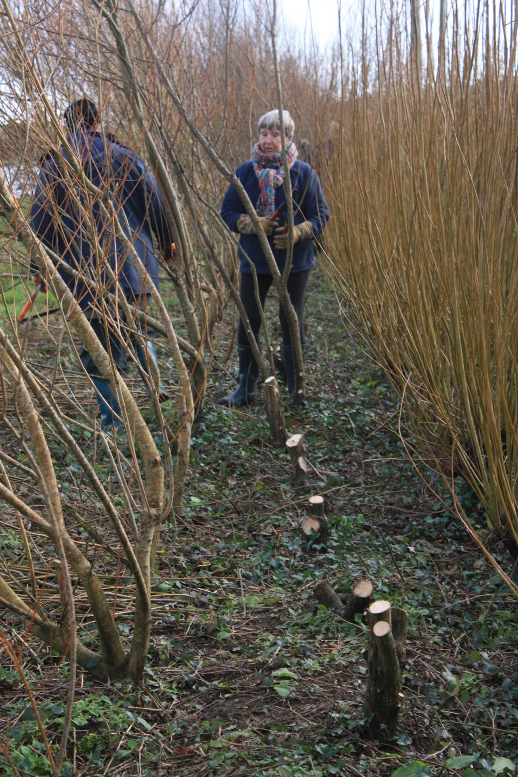 Bosavern Community Farm: Coppicing willow with the Wild Penwith ...