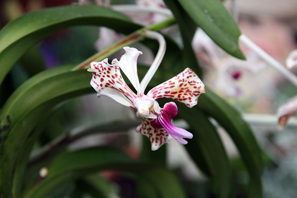 Grow and care Vanda tricolor orchid - The Soft Vanda | Travaldo's blog