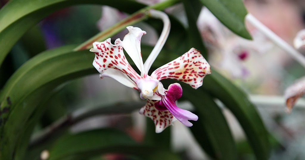 Grow and care Vanda tricolor orchid - The Soft Vanda | Travaldo's blog