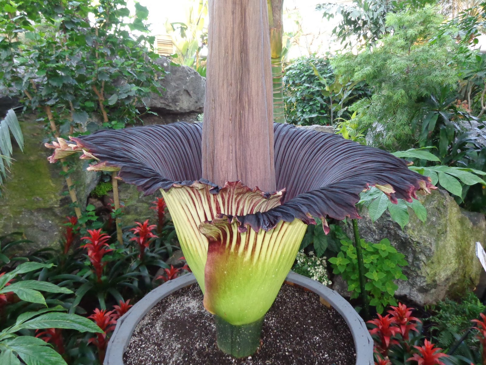 LIVING THE GARDENING LIFE: Putrella, Amorphophallus Titanum Blooms at ...