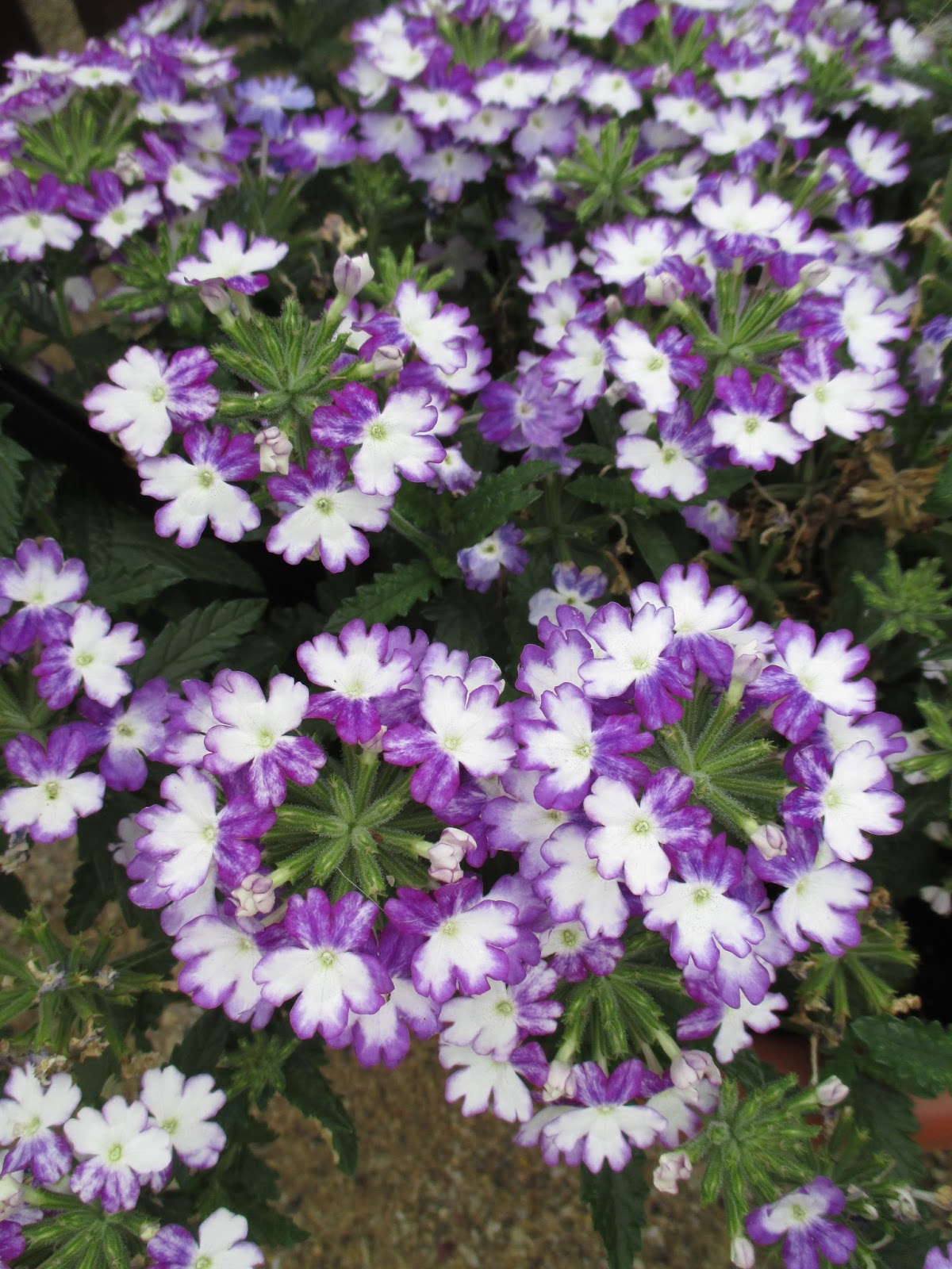 The Value of Verbena - Rotary Botanical Gardens