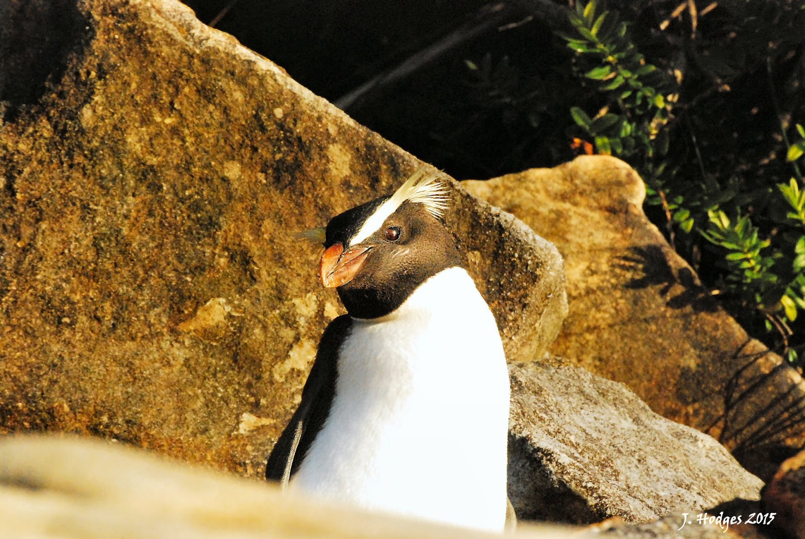 Living Like You Mean It : The Critically Endangered Fiordland Crested ...