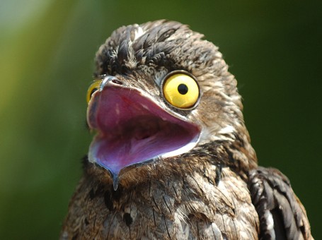 Kadeskell: Curiosidades - Você conhece o Urutau?