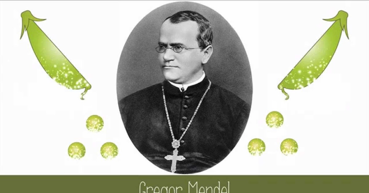 Biologia : A HISTÓRIA DA VIDA DE MENDEL