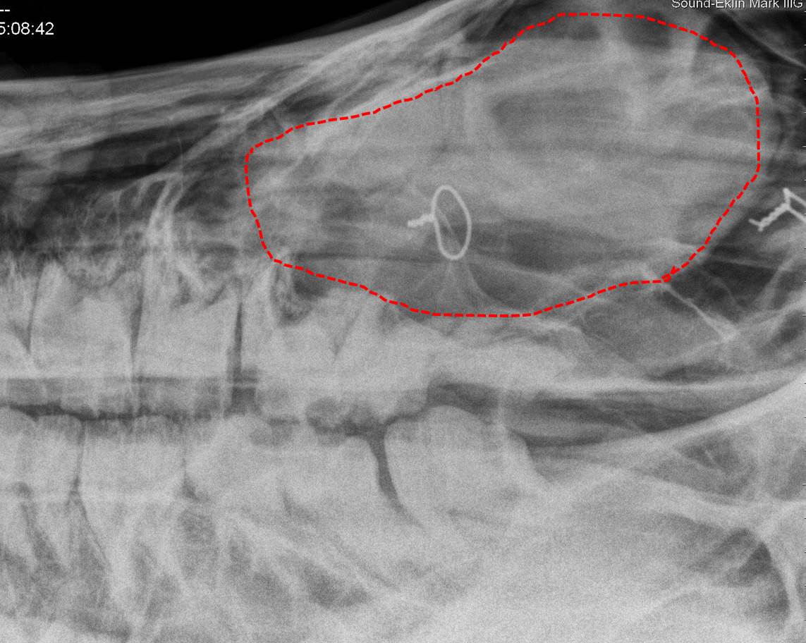 Michael Porter, Equine Veterinarian: Paranasal Sinus Cyst in a Horse