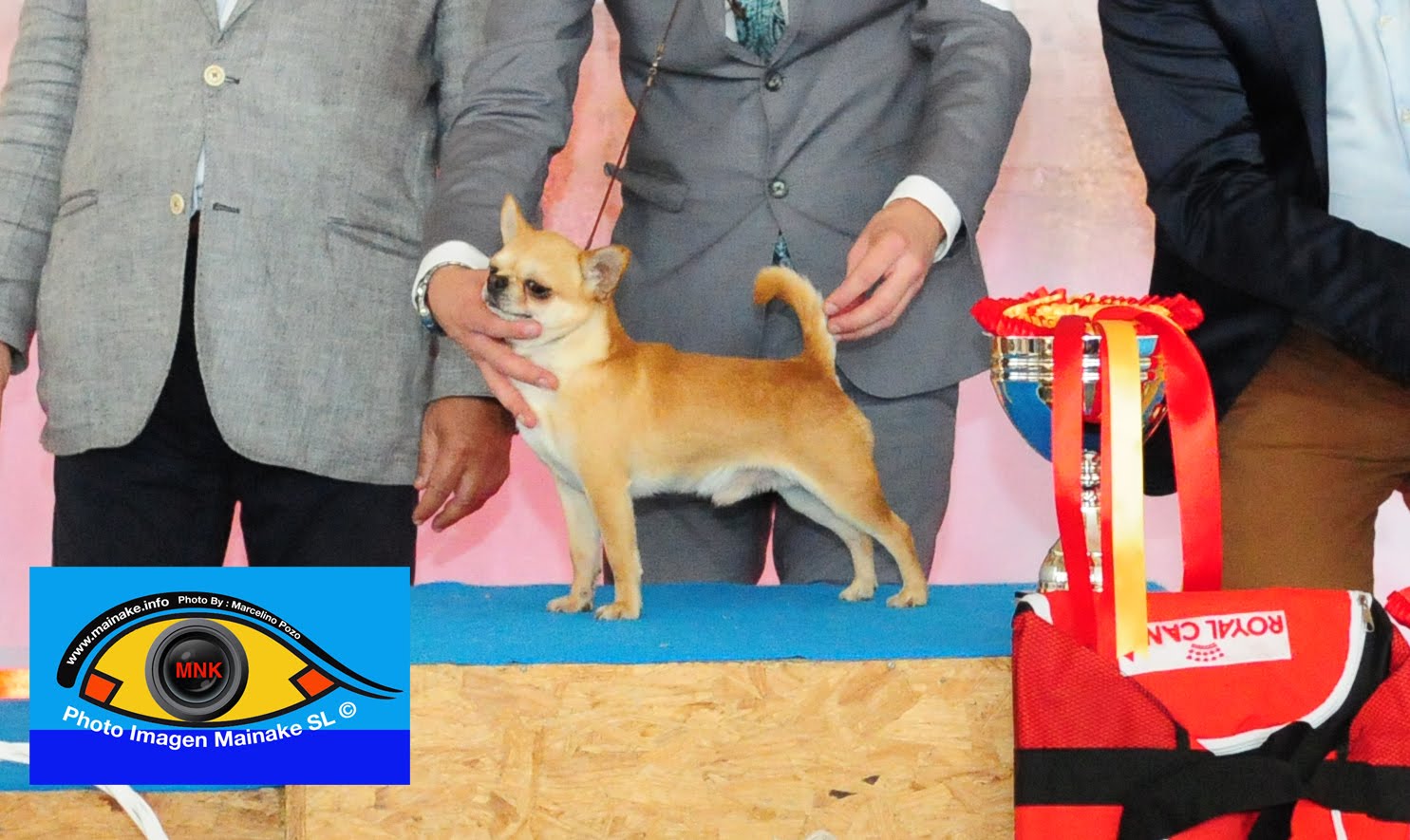 Listado de razas caninas reconocidas por la FCI