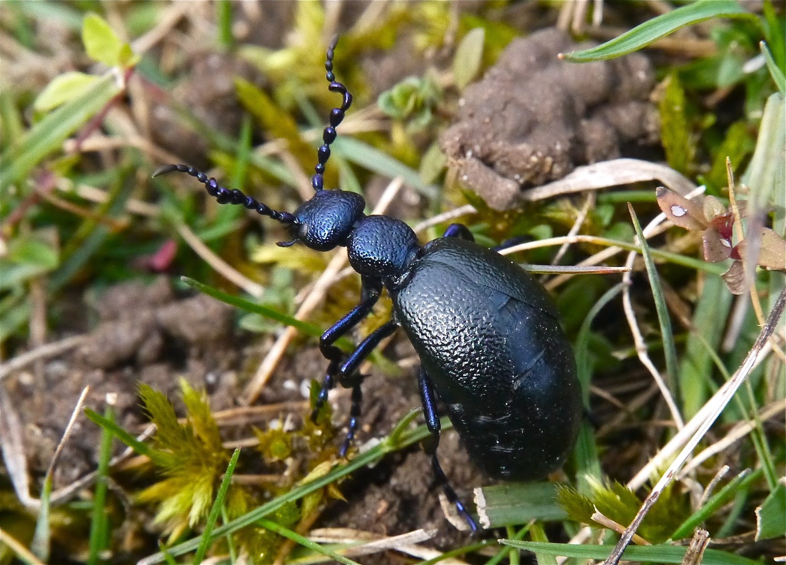 Northwest Norfolk Naturalists: Black Oil Beetle