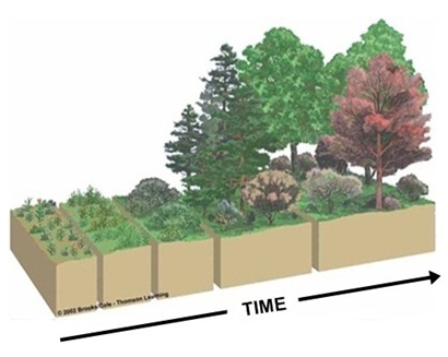 BIOLOGI TOPI BIRU: SUKSESI