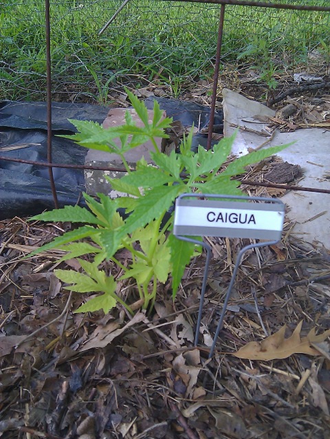 Garden Musings from Memphis Area Master Gardeners: Tomatillos and More ...