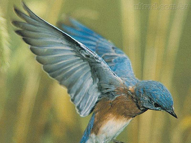 Fotos de passarinhos