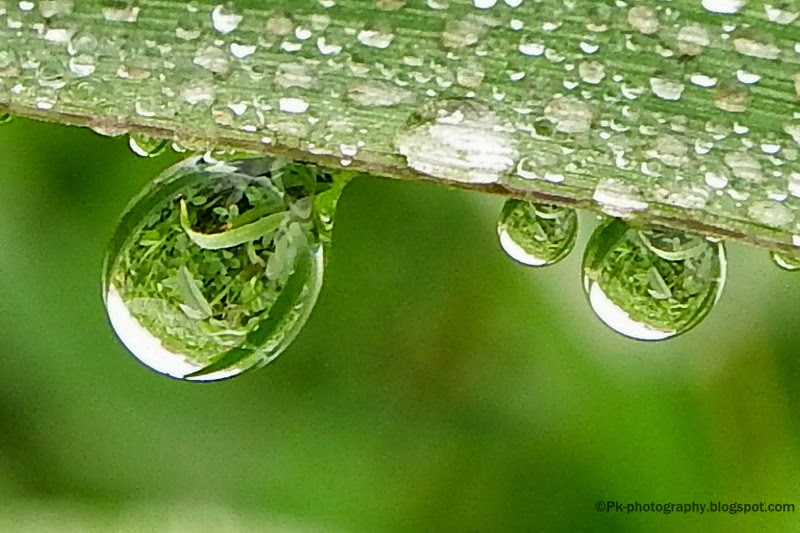 Dew Drops | Nature, Cultural, and Travel Photography Blog